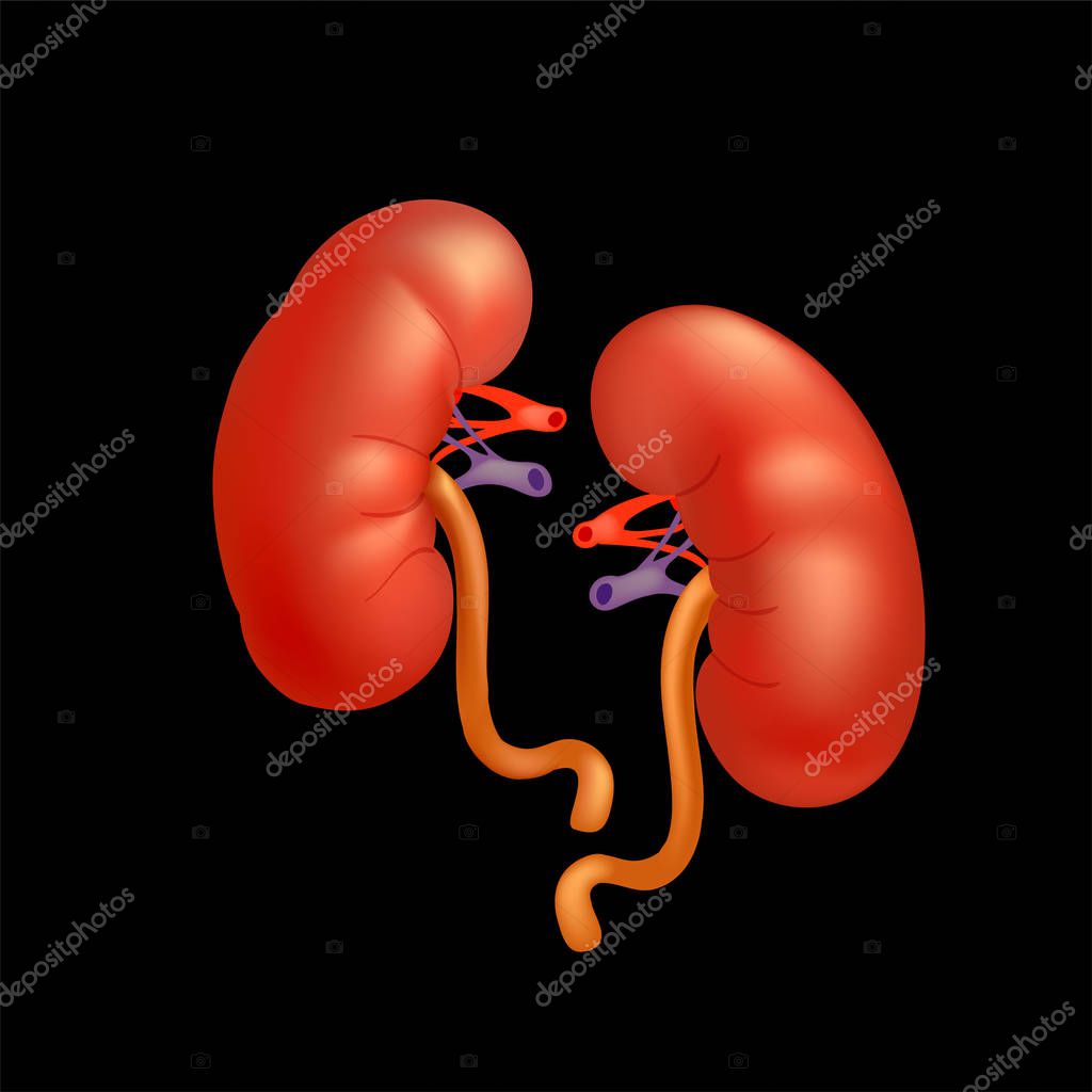 Riñones humanos realistas aislados sobre fondo negro. 2022