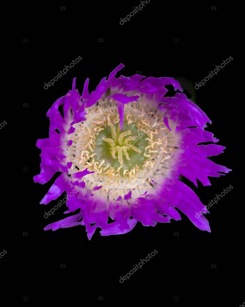 Una flor de Dolca con sus pistilos, polen y hojas aisladas en el centro ...