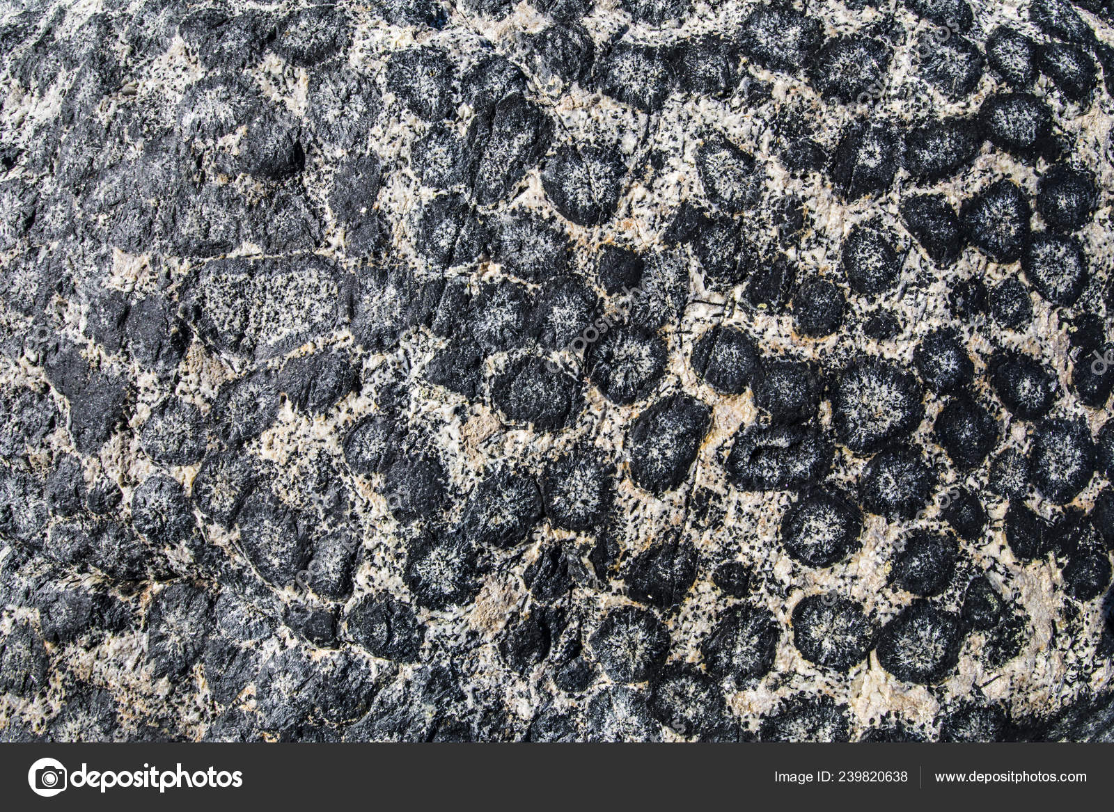 Orbicular Granite Atacama Desert Caldera Chile Just Few Places Amazing ...