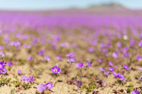 When rains comes to Atacama Desert thousand of flowers grows along the ...