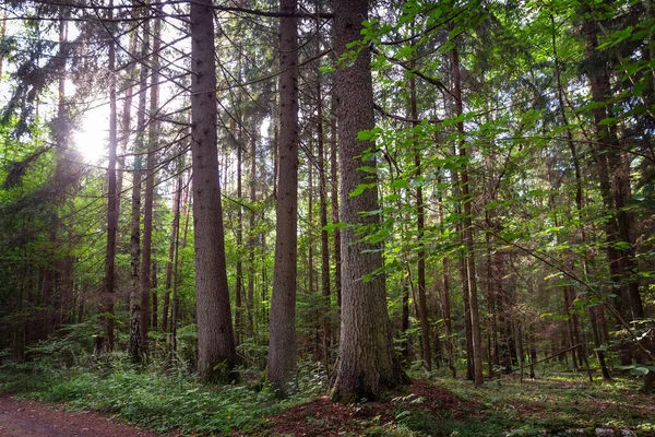 Beautiful sunset in the summer forest - Stock Image - Everypixel