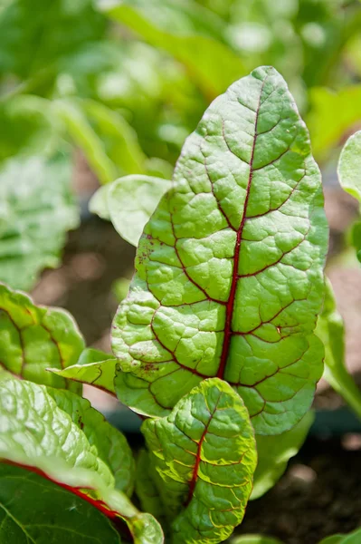 The red veined leaves of a beet plant above ground. - Stock Image ...