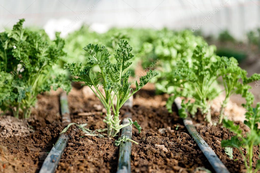Una vista lateral de las plantas de col rizada que se han cultivado y ...