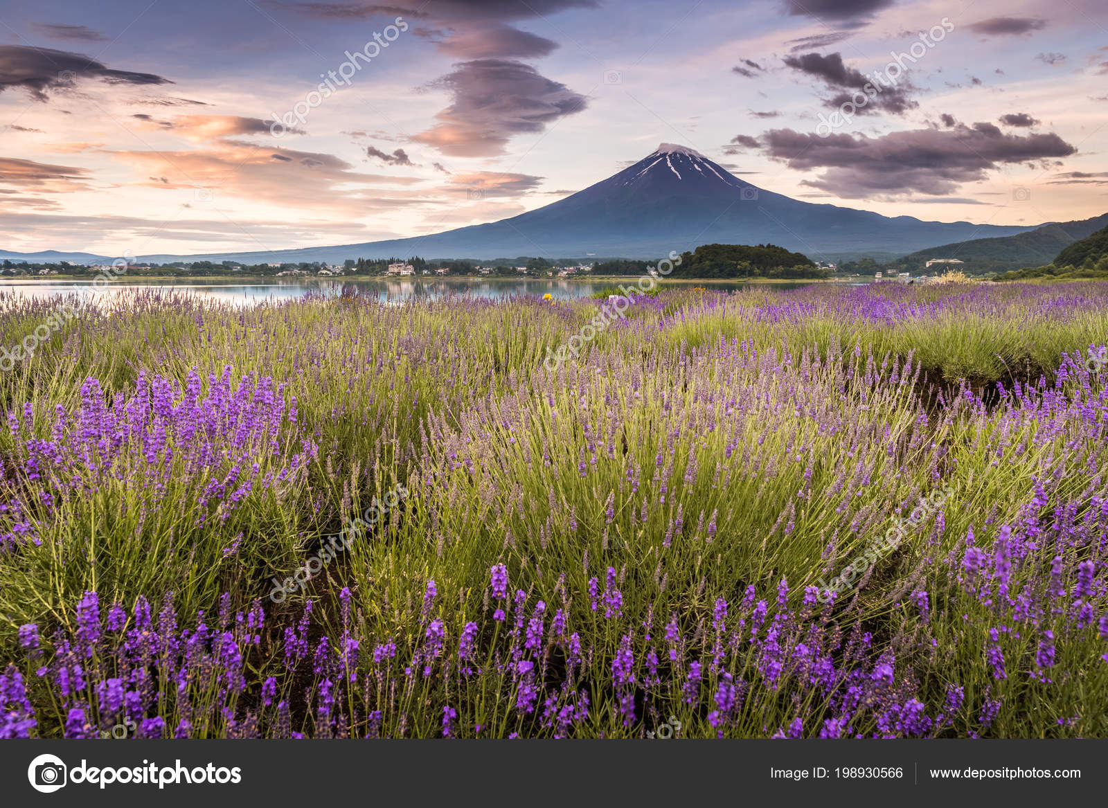 View Mountain Fuji Lavender Fields Summer Season Lake Kawaguchiko ...