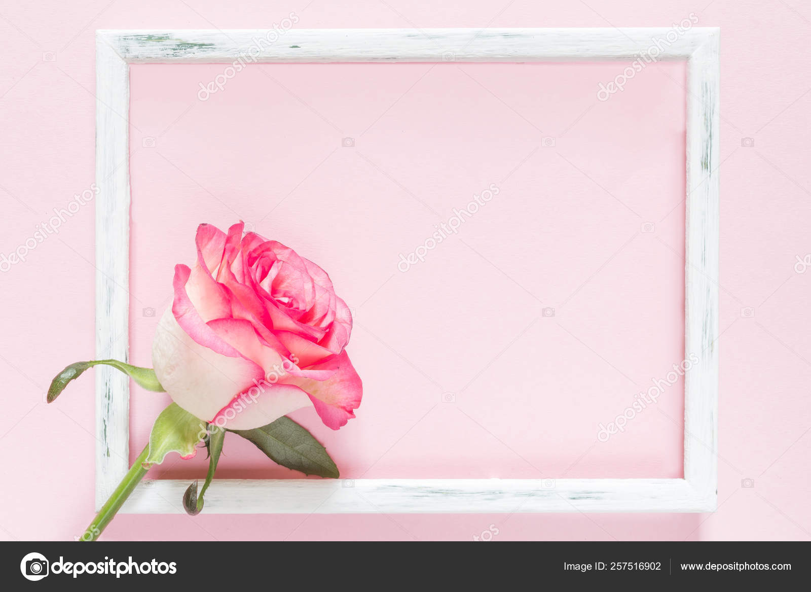 Beautiful Pink Rose Vase Picture Frame — Stock Photo © Shyntartanya ...