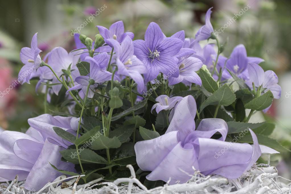 Campana flor grandiflorus, Platycodon grandifloras 2022