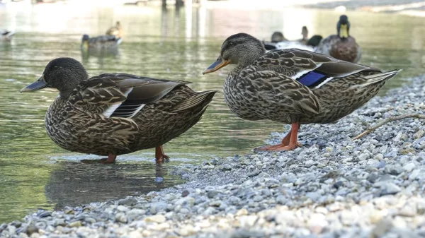 Patos azules Stock Photos, Royalty Free Patos azules Images | Depositphotos