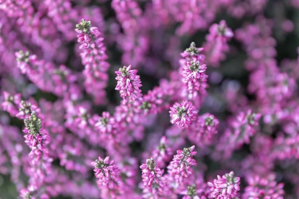 Heather flower Stock Photos, Royalty Free Heather flower Images ...