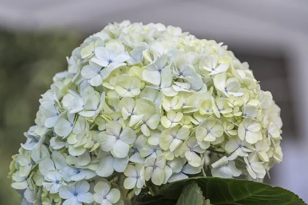 Hydrangea crown Stock Photos, Royalty Free Hydrangea crown Images ...