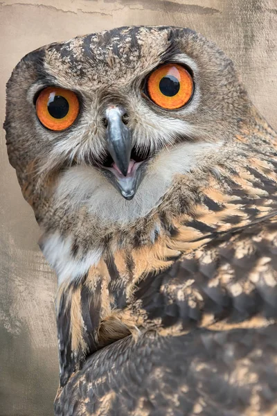 Desert eagle owl Stock Photos, Royalty Free Desert eagle owl Images ...