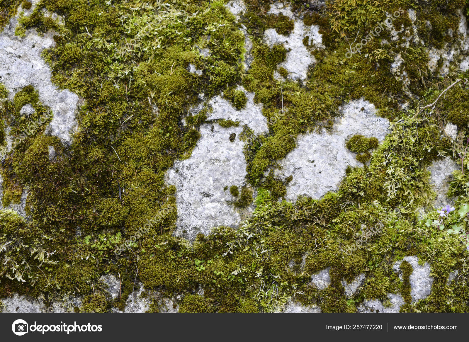 Old Moss Rock Abstract Background Stock Photo by ©YAYImages 257477220