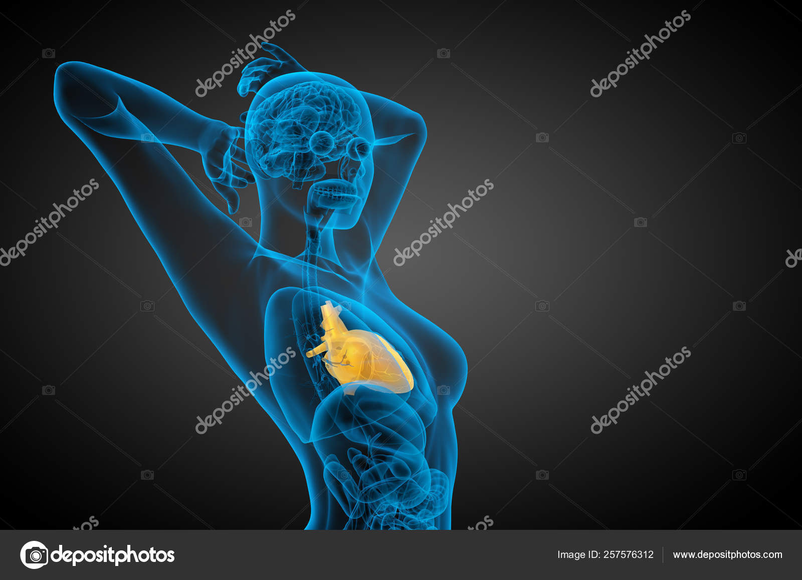 Rendered Medical Illustration Human Heart Side View Stock Photo by ...