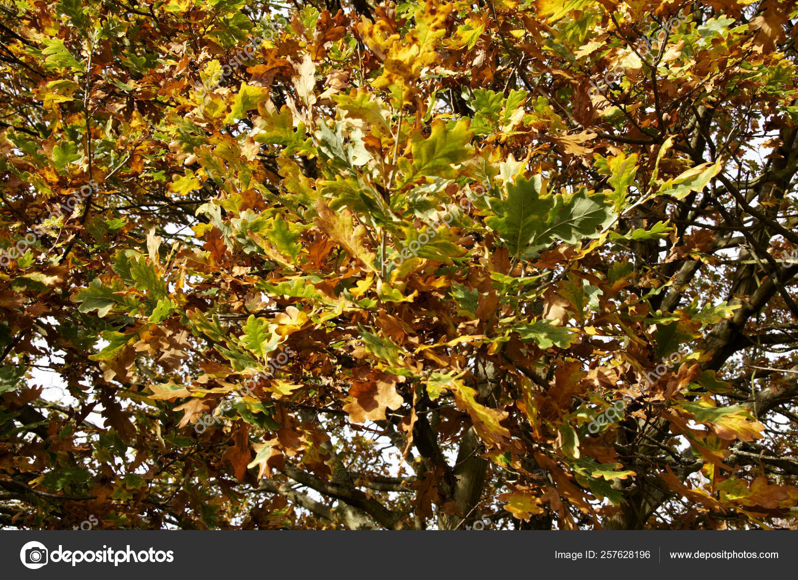 Autmn Leaves Tree – Stock Editorial Photo © YAYImages #257628196