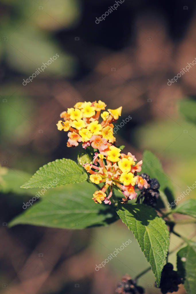 Lantana camara, también conocida como gran salvia, salvia silvestre ...