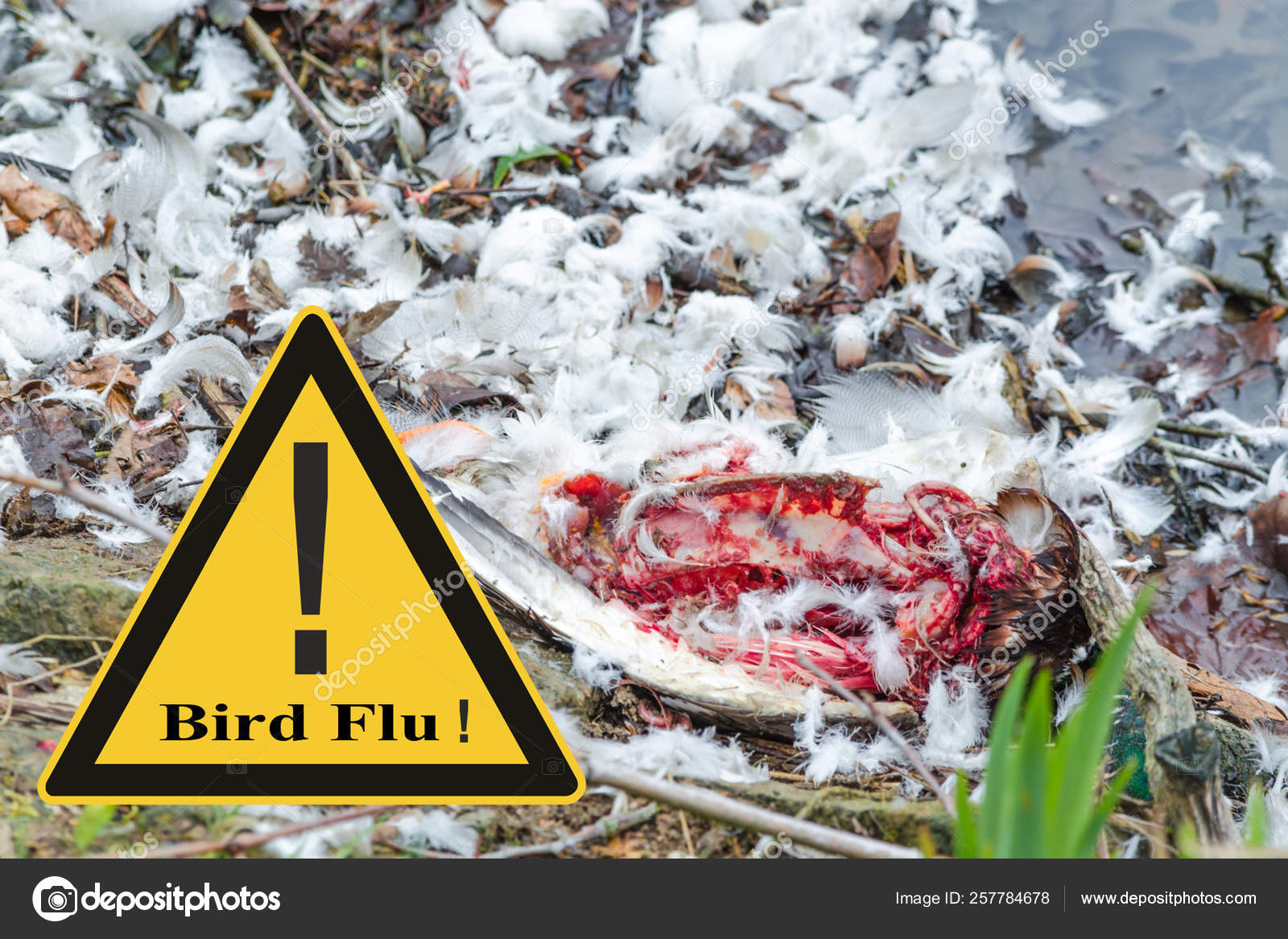 Picture Warning Sign Inscription English Bird Flu Dead Wild Bird Stock ...