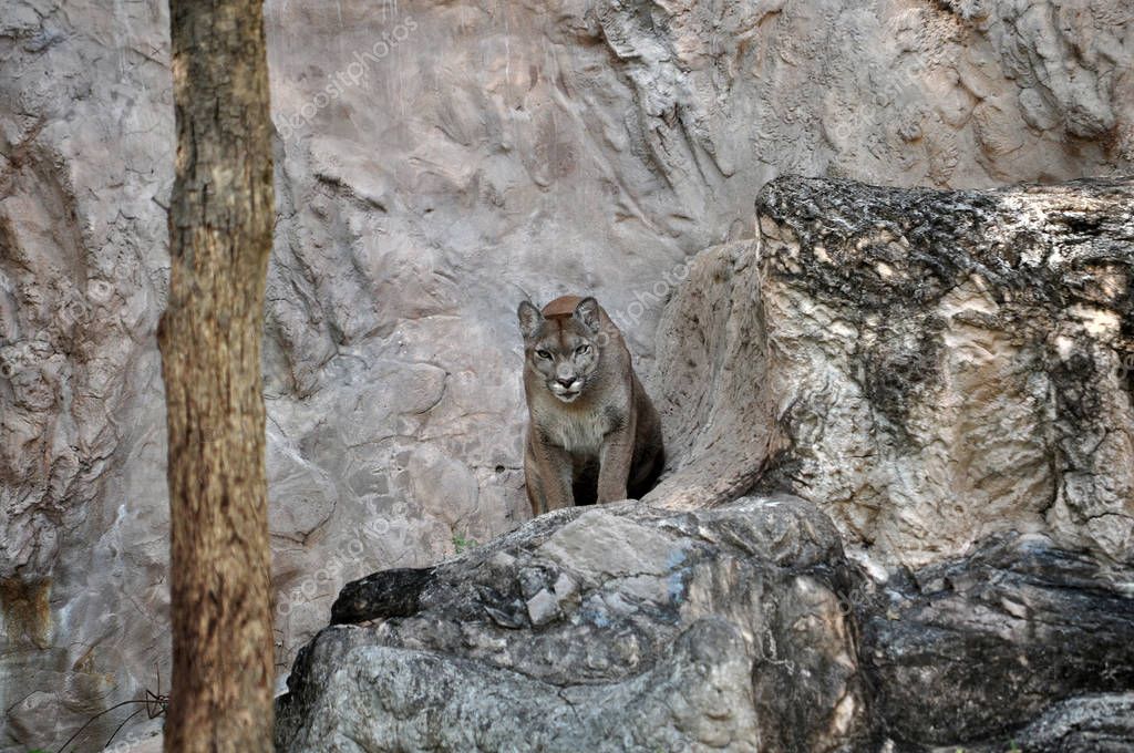 El puma (Puma concolor), también conocido como puma, león de montaña ...