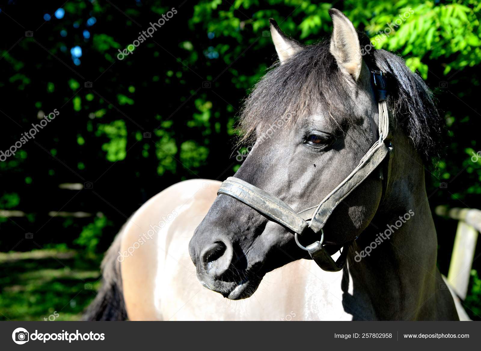 Mouse Gray Horse