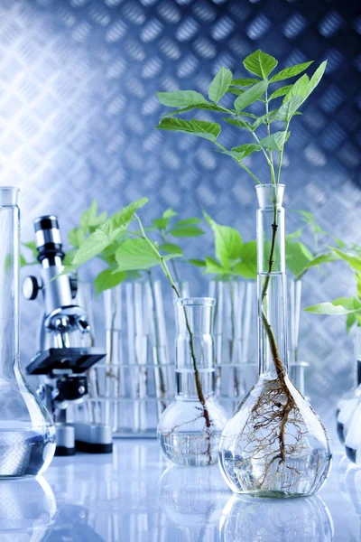 Plants Laboratory Background Close Stock Photo by ©YAYImages 258581854