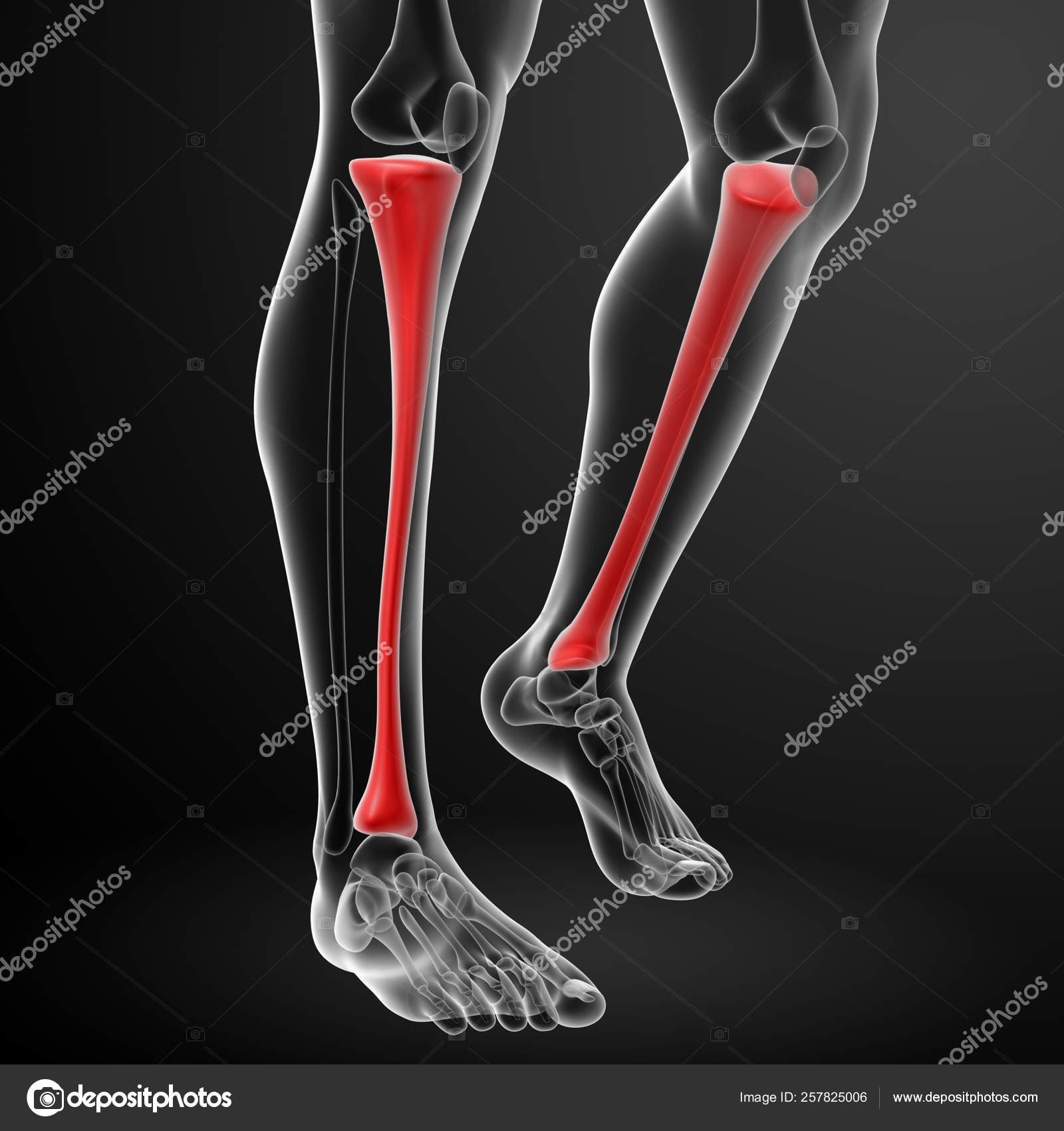 Render Illustration Tibia Front View Stock Photo by ©YAYImages 257825006
