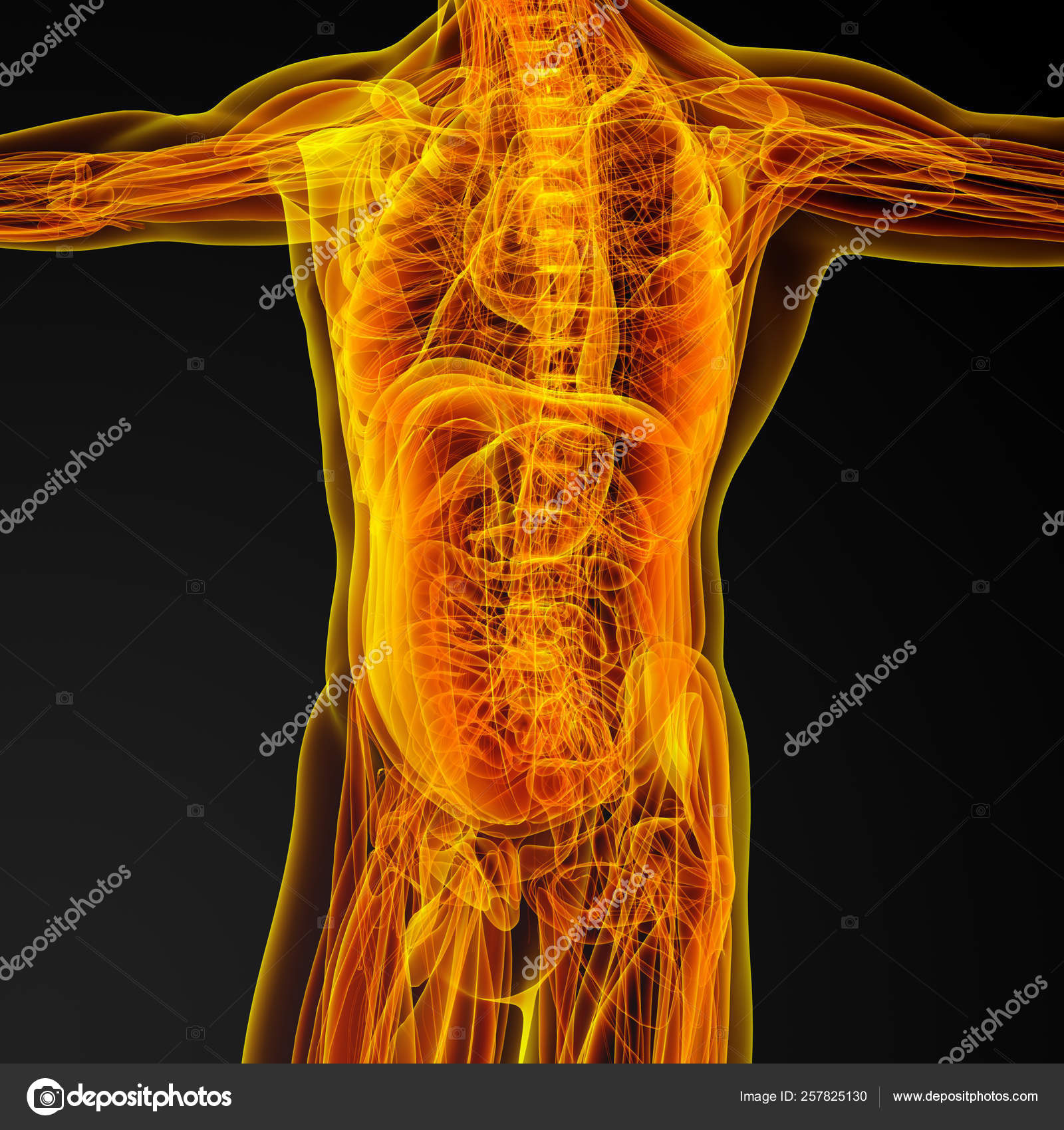 Render Illustration Human Anatomy Side View — Stock Photo © YAYImages ...
