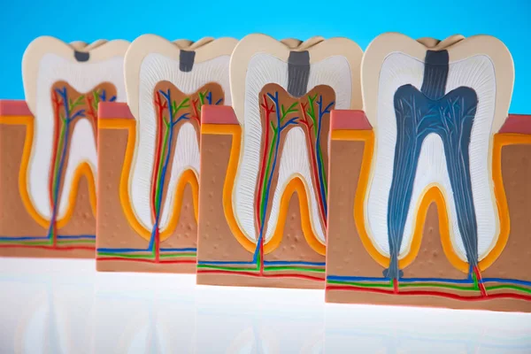 Tooth structure Stock Photos, Royalty Free Tooth structure Images ...