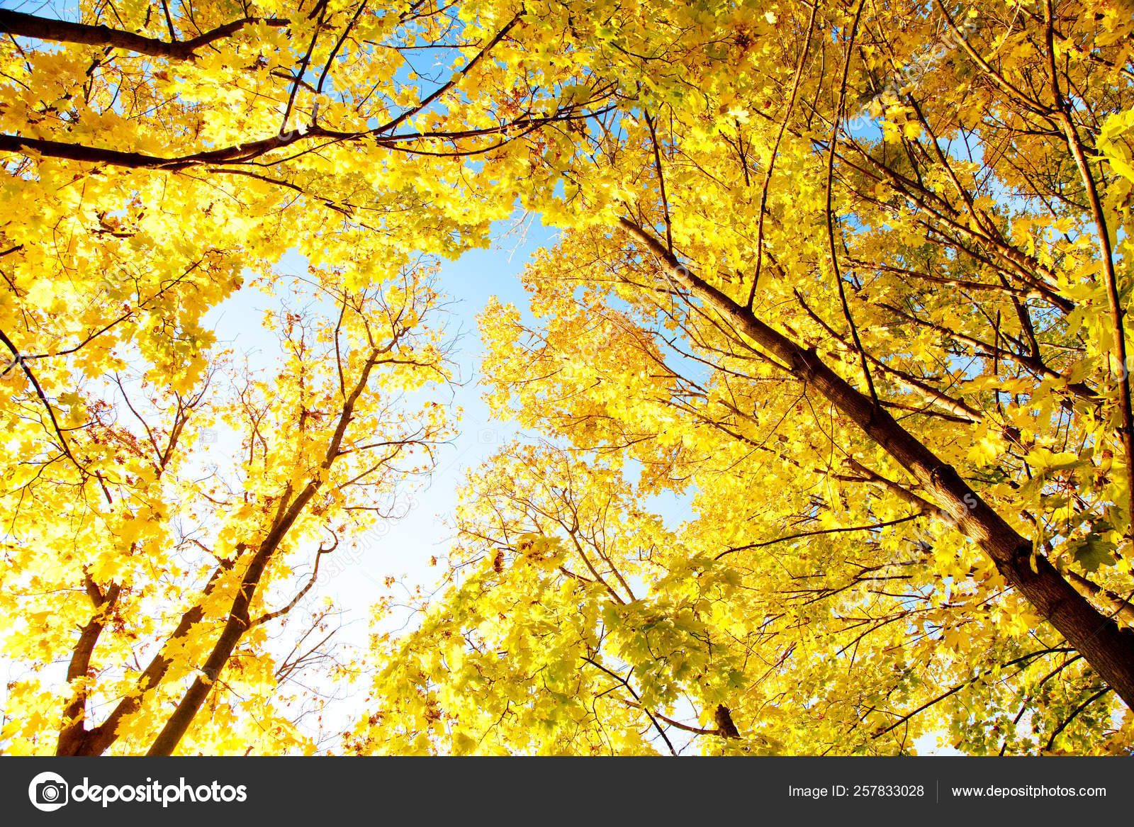 Upward View Fall Trees Stock Photo by ©YAYImages 257833028
