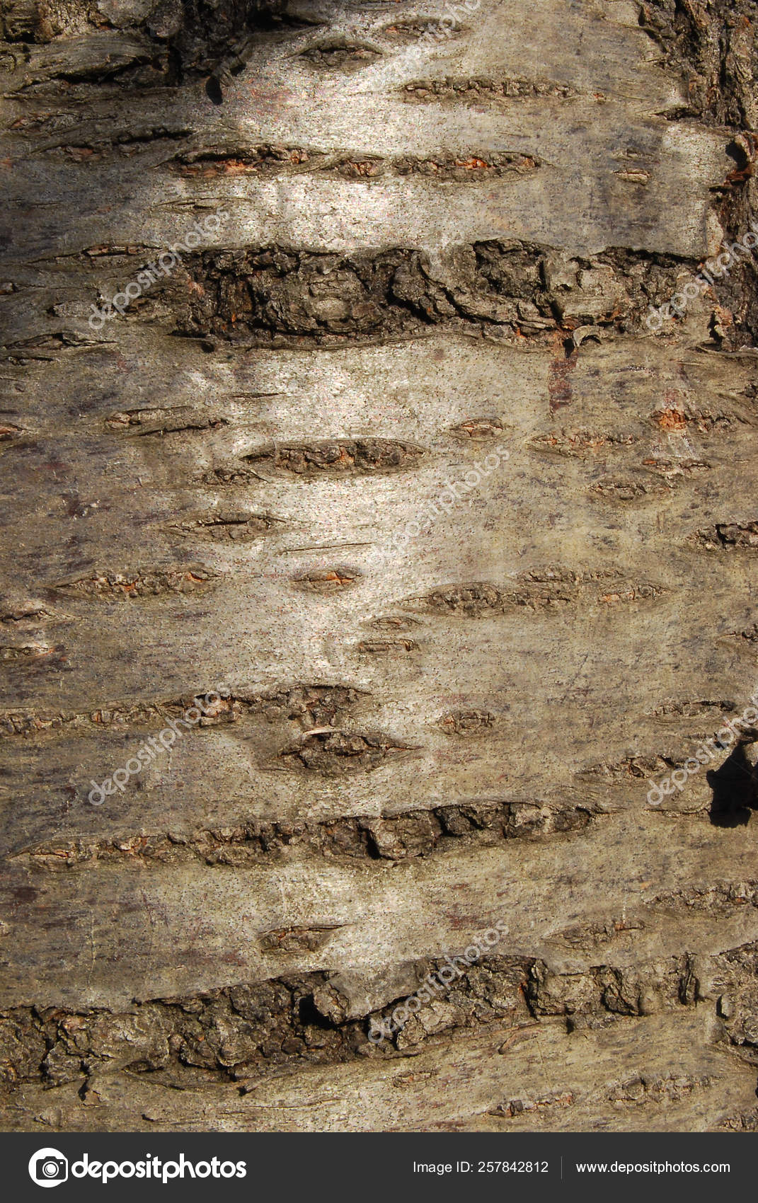 Bark Old Cherry Tree Trunk Close Stock Photo by ©YAYImages 257842812