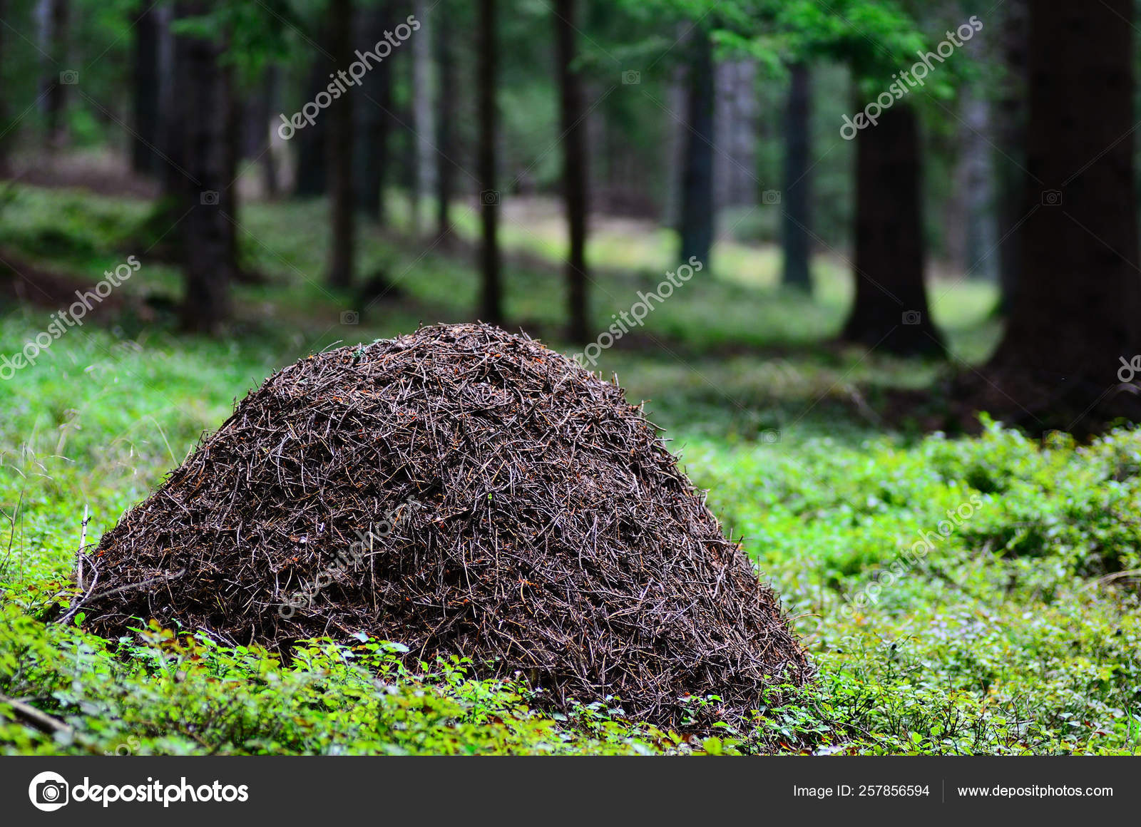 Big Ant Hill Forest Stock Photo by ©YAYImages 257856594