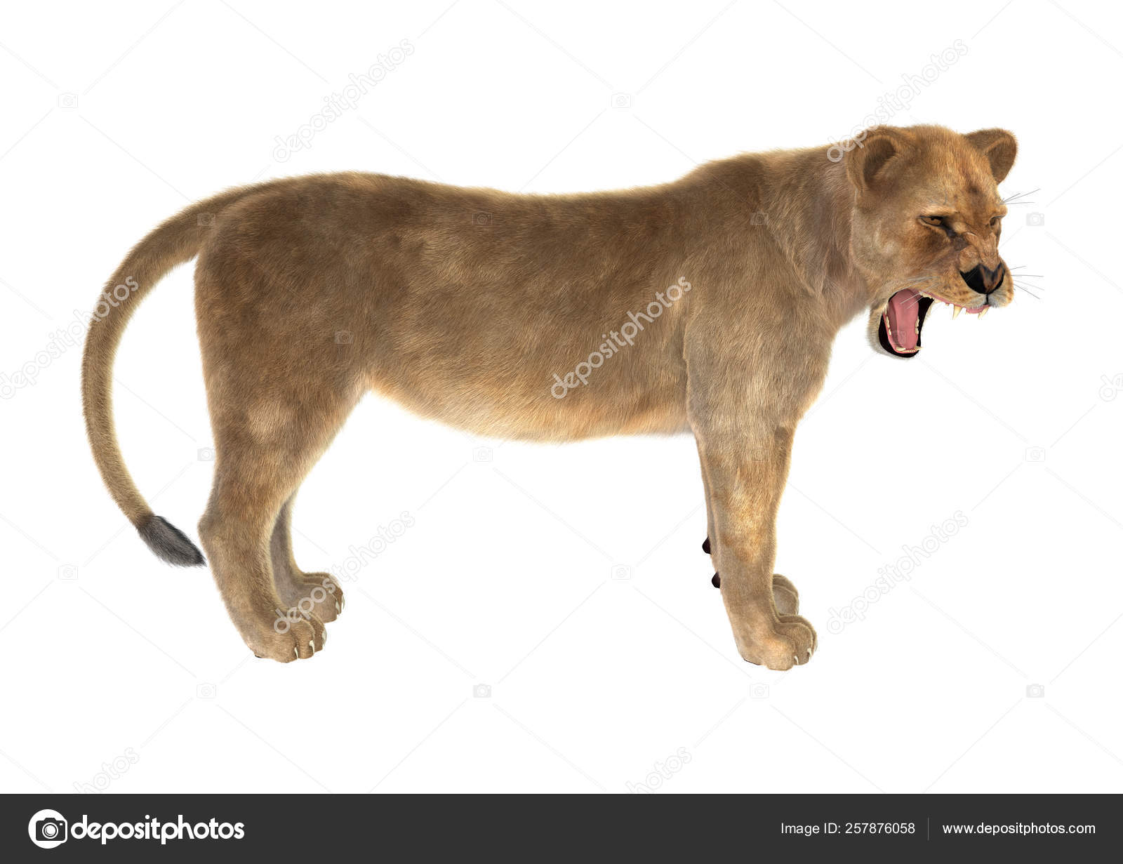 Representación Digital León Hembra Rugiendo Aislado Sobre Fondo Blanco ...