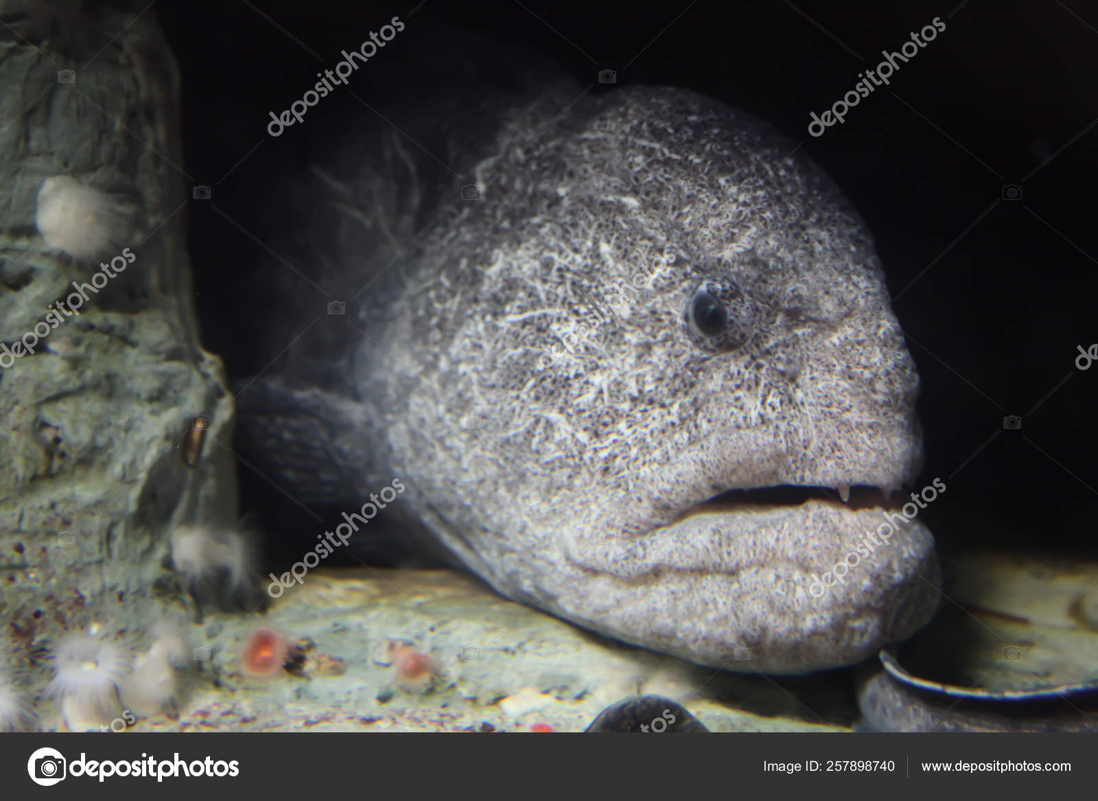 Wolf Eel Face