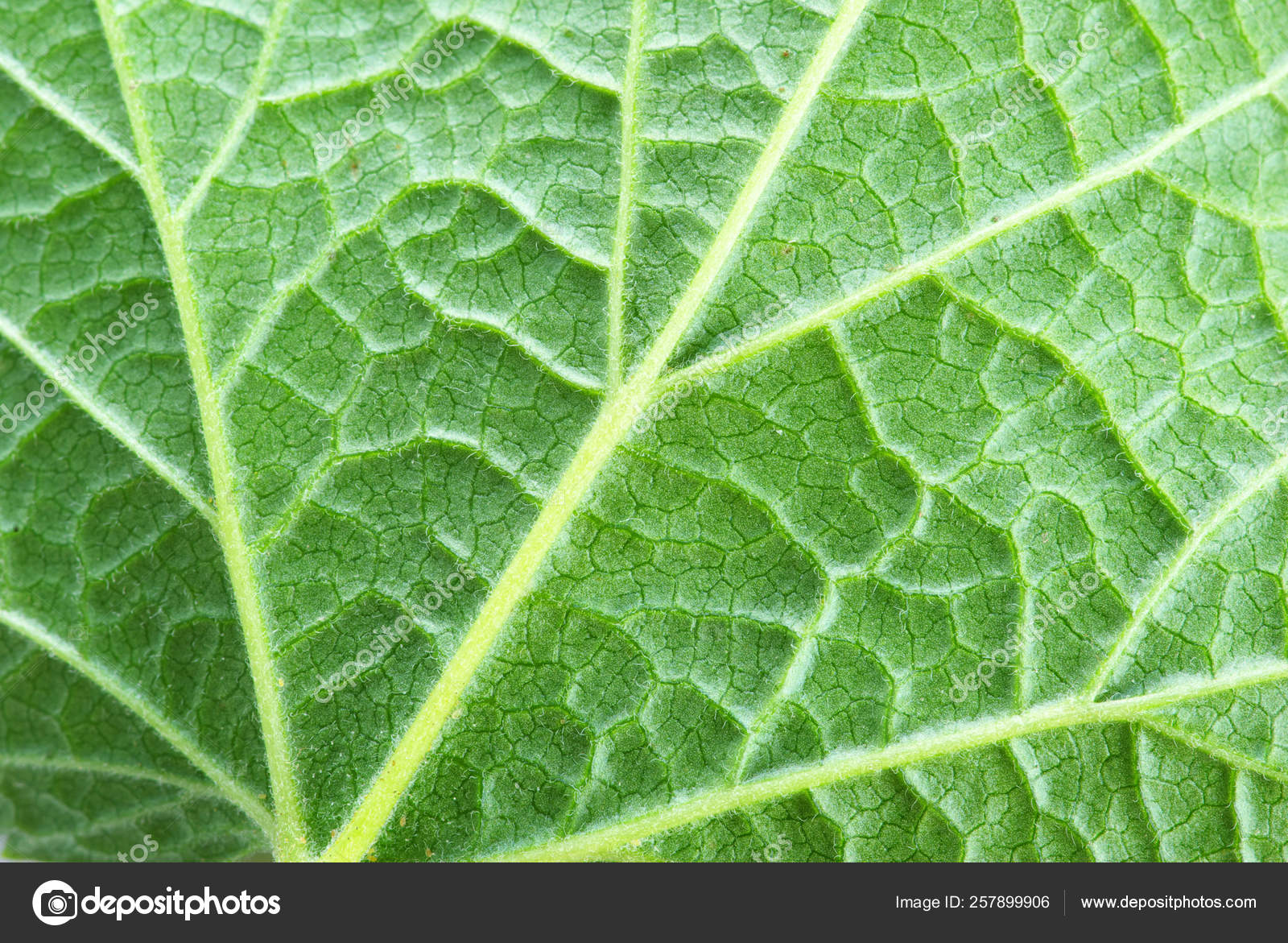 Structure Leaf Natural Background Stock Photo by ©YAYImages 257899906
