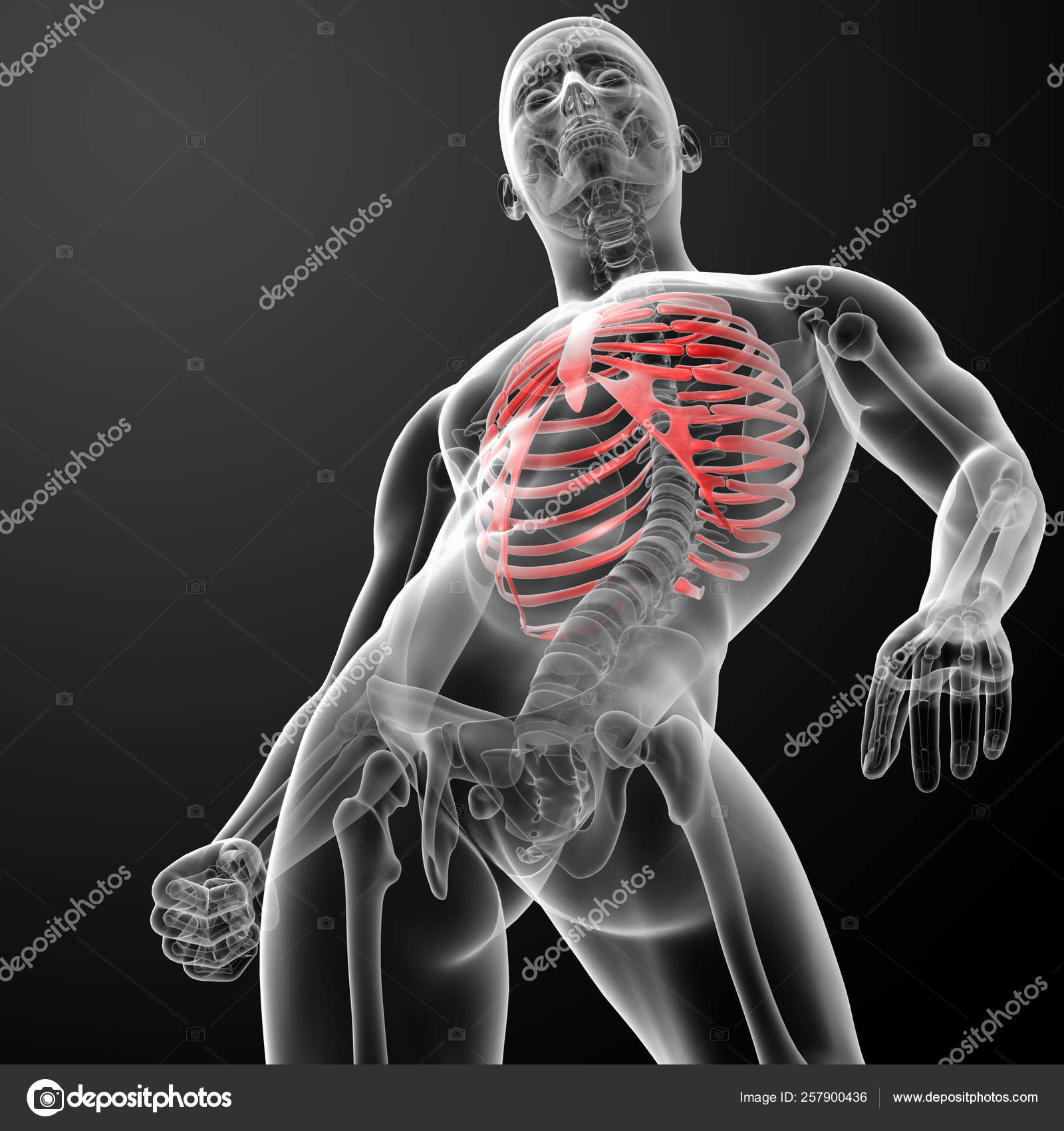 Render Illustration Rib Cage Bottom View Stock Photo by ©YAYImages ...