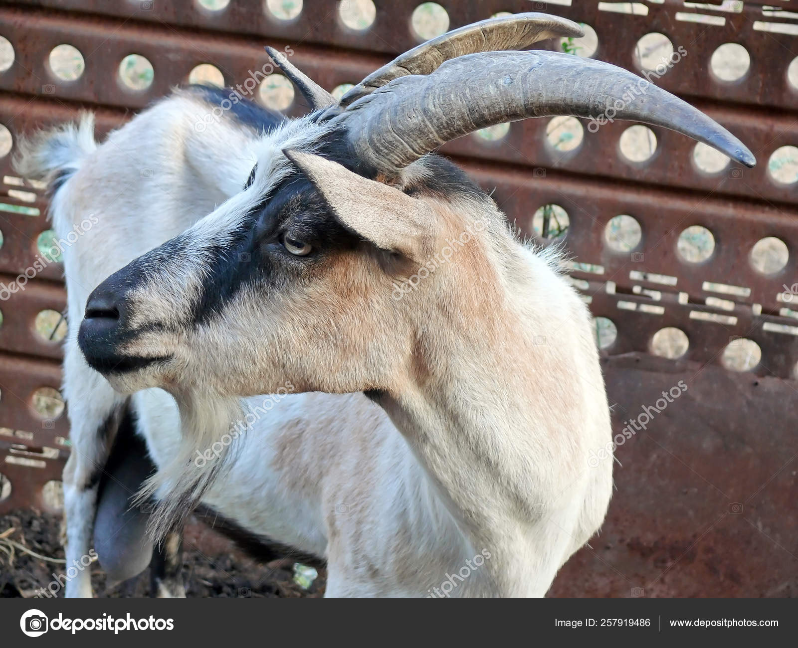 Big Goat | ppgbbe.intranet.biologia.ufrj.br
