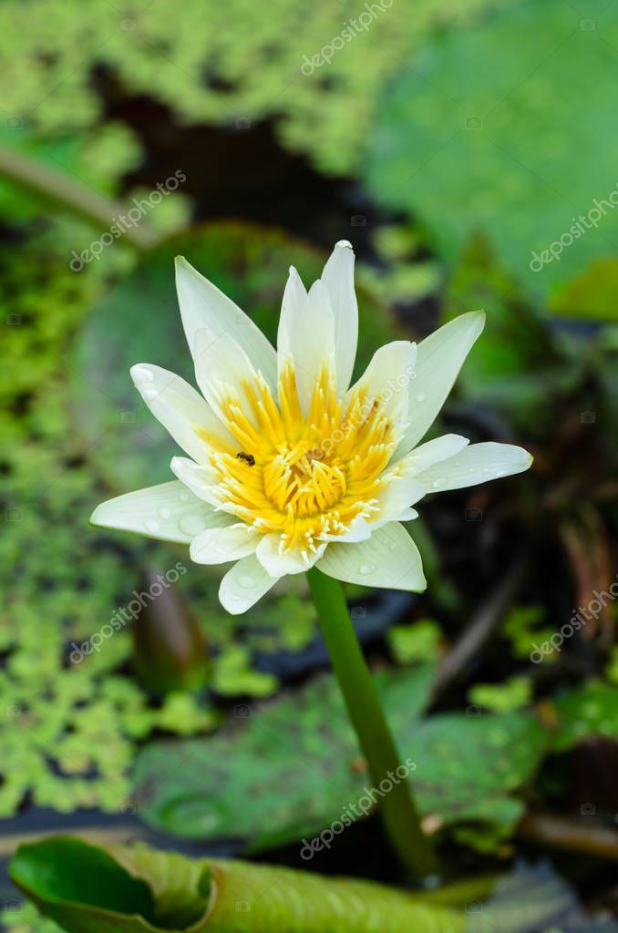 El acercamiento - hasta la flor de Loto. raíces y tallos se utilizan en ...