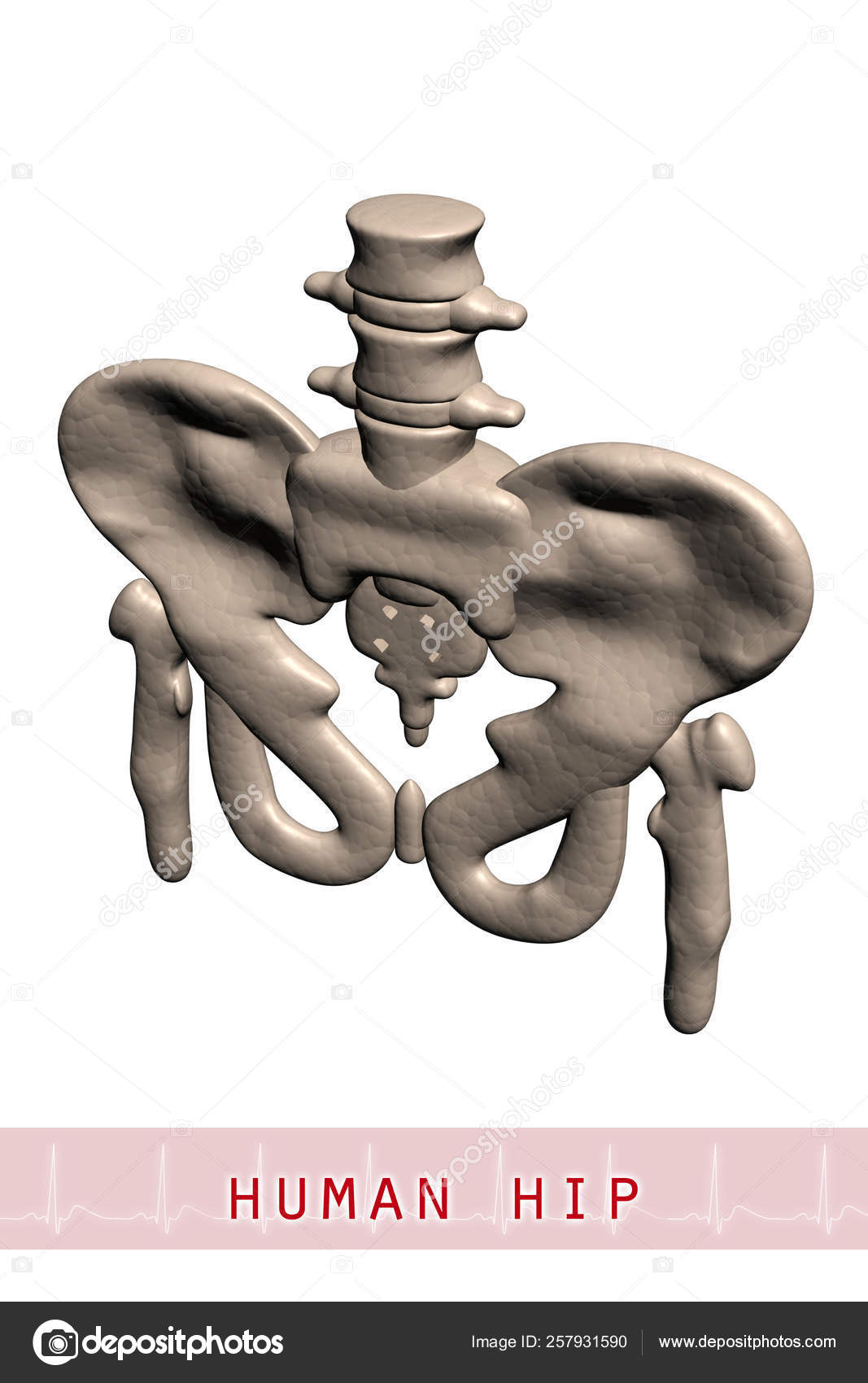 Human Hip Illustration White Background Stock Photo by ©YAYImages 257931590