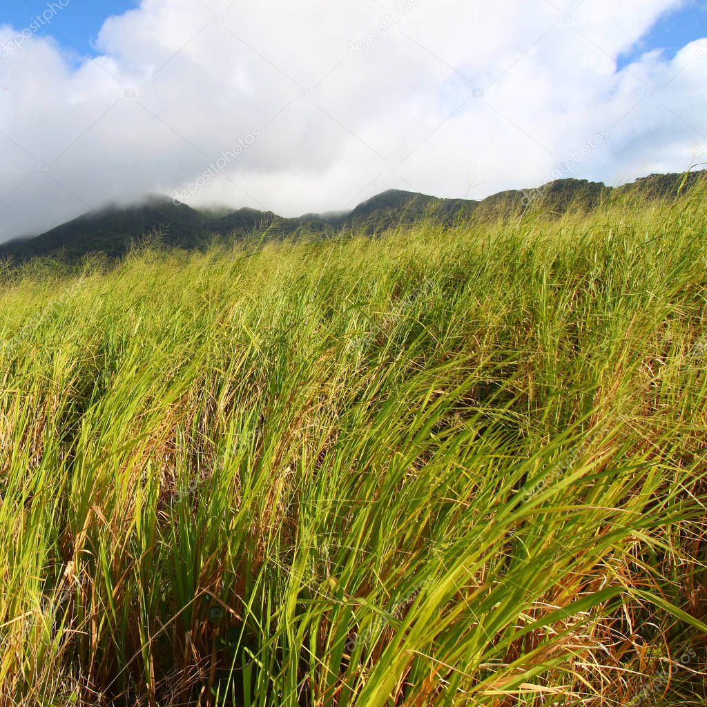 Vista del Monte Liamuiga desde los campos de ca a de az car de San ...