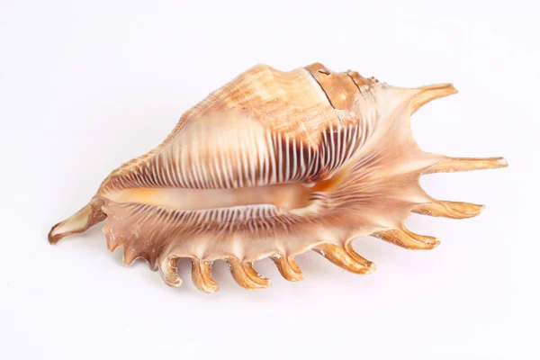 One big shellfish — Stock Photo © shcheglov #1961958