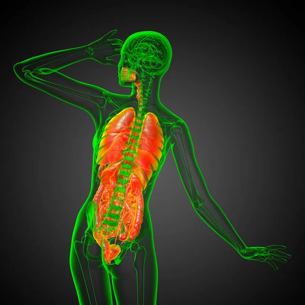 Human Digestive System Large Intestine Back View — Stock Photo ... Human Digestive System Large Intestine Back View — Stock Photo ...