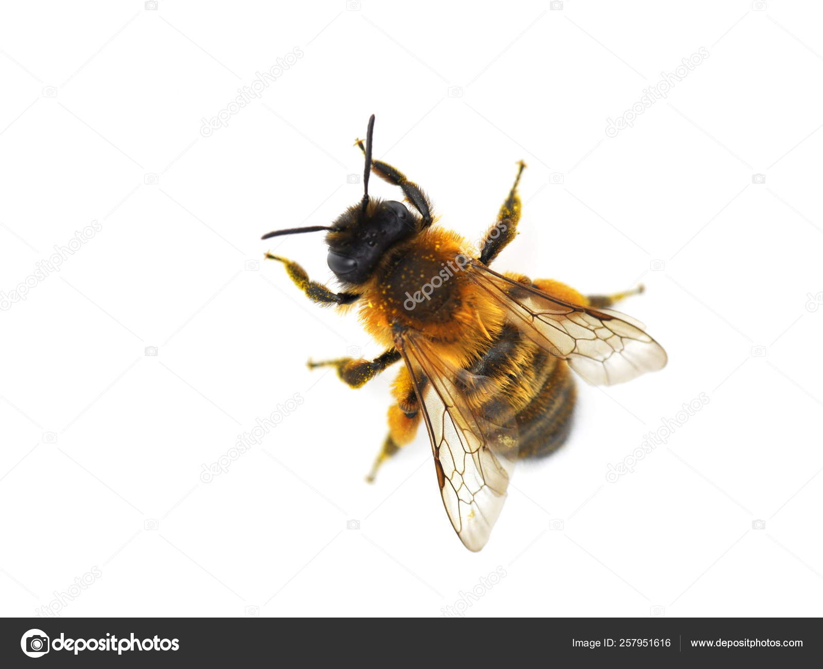 Red Brick Wall Osmia Ruffle White Background Stock Photo by ©YAYImages ...