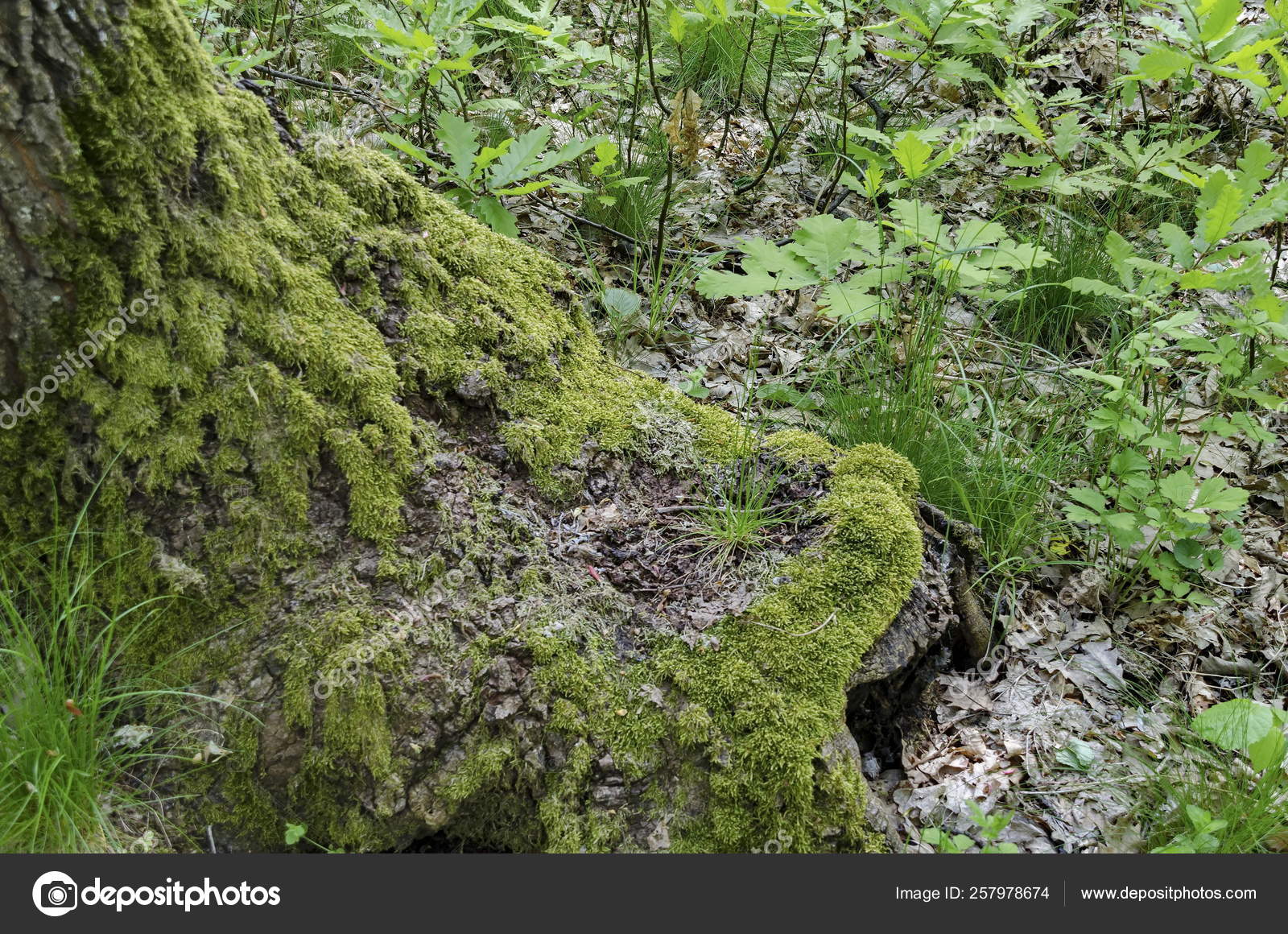 Bole Oak Quercus Close Moss Growing Bark Sapling Stock Photo by ...