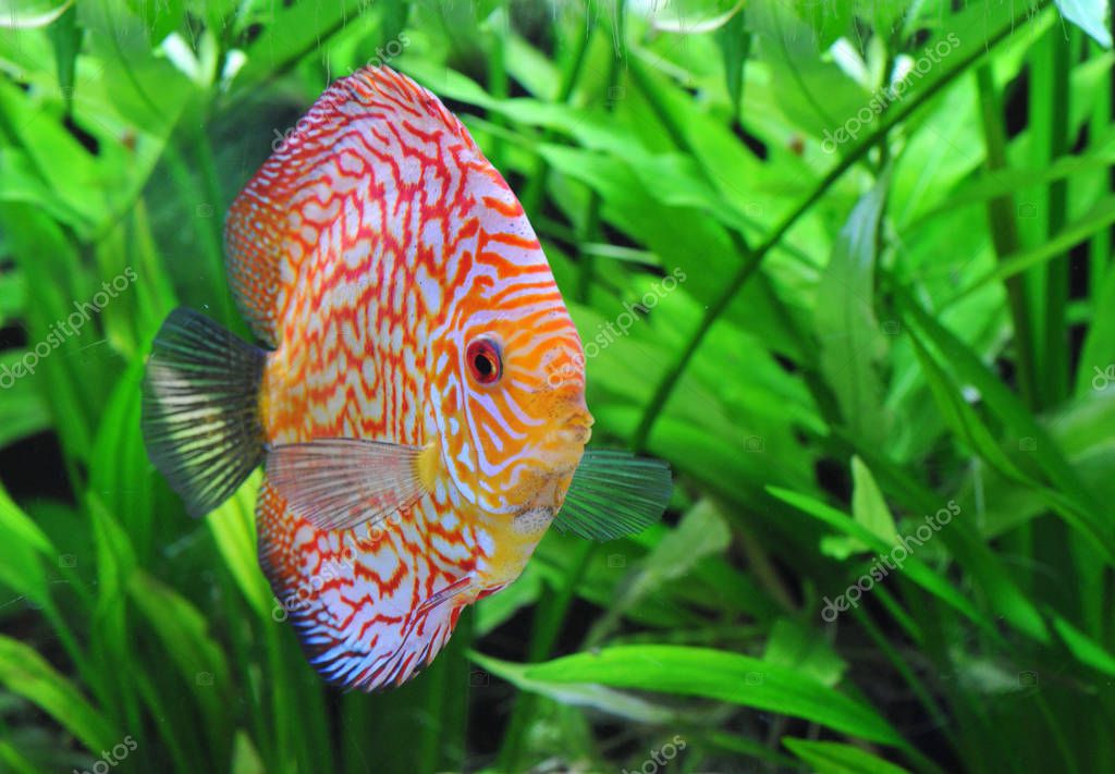 Retrato de un pez Symphysodon discus tropical rojo en un acuario 2024