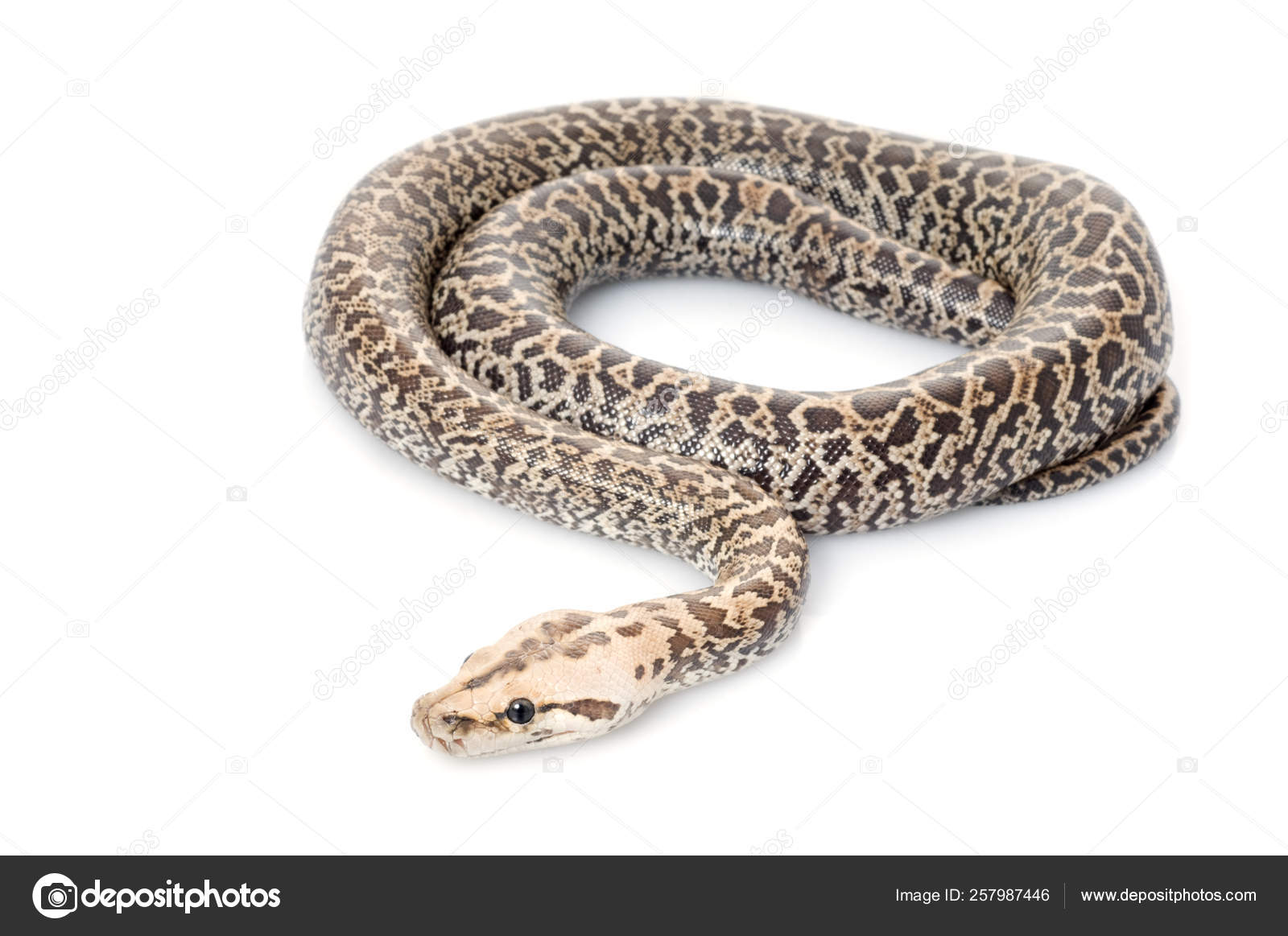 Hypo Granite Burmese Python