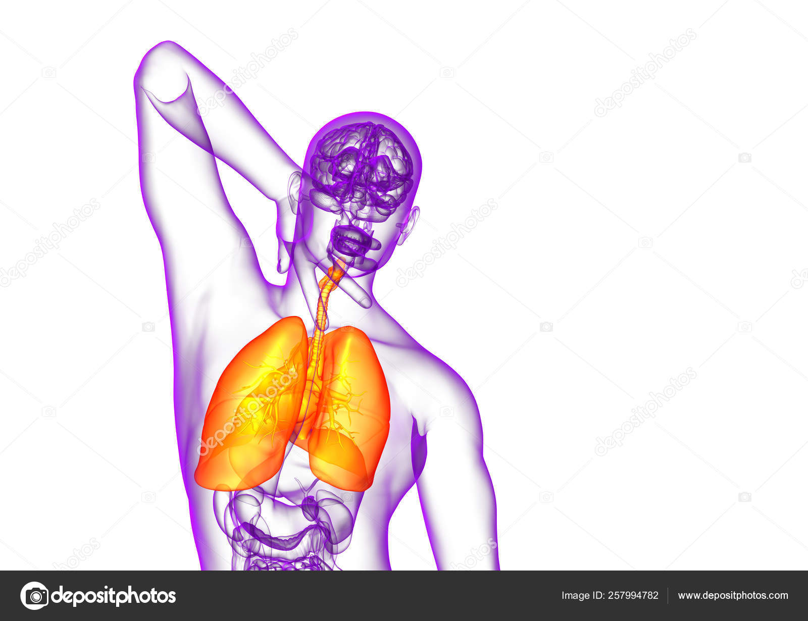 Render Medical Illustration Human Respiratory System Back View — Stock ...
