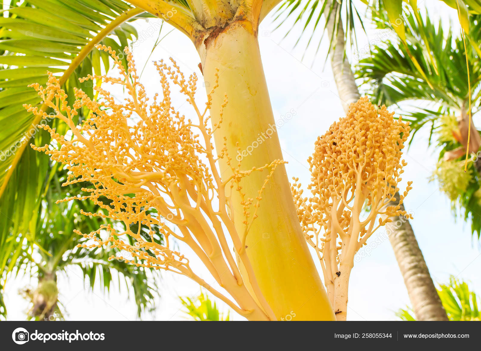 Tree Also Called Manila Palm Latin Adonidia Merrillii Stock Photo by ...
