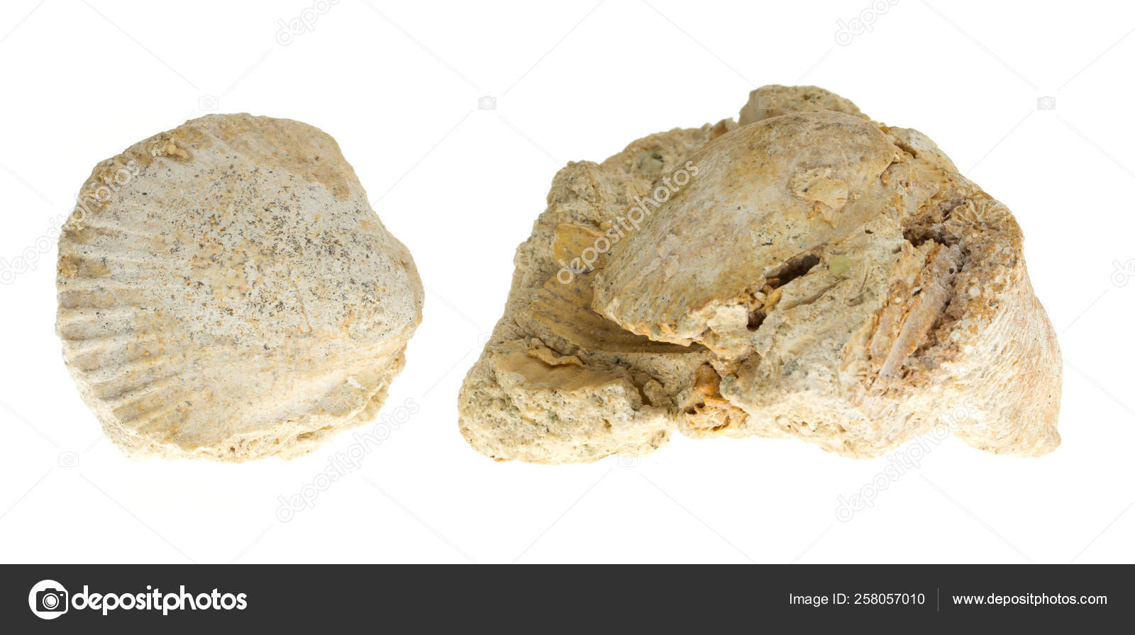 Two Old Fossils White Background Stock Photo by ©YAYImages 258057010