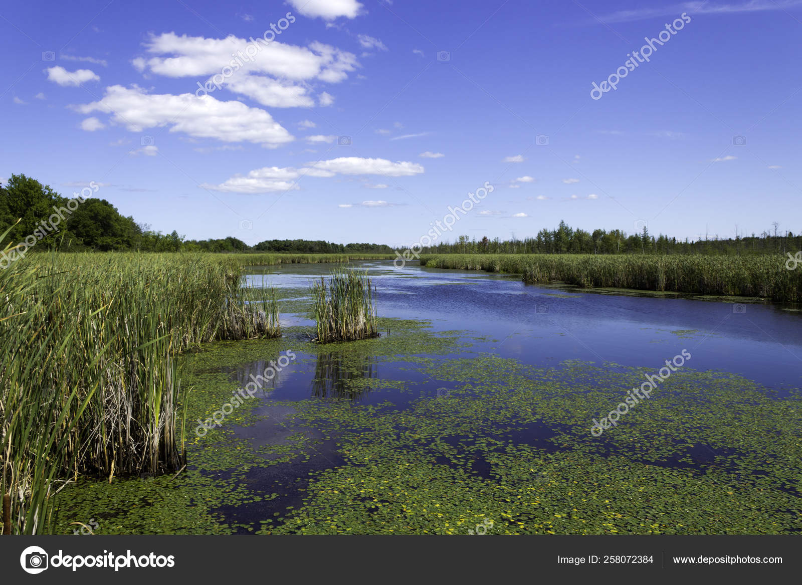 Beautiful Pond Cattails Lily Pads — Stock Photo © YAYImages #258072384