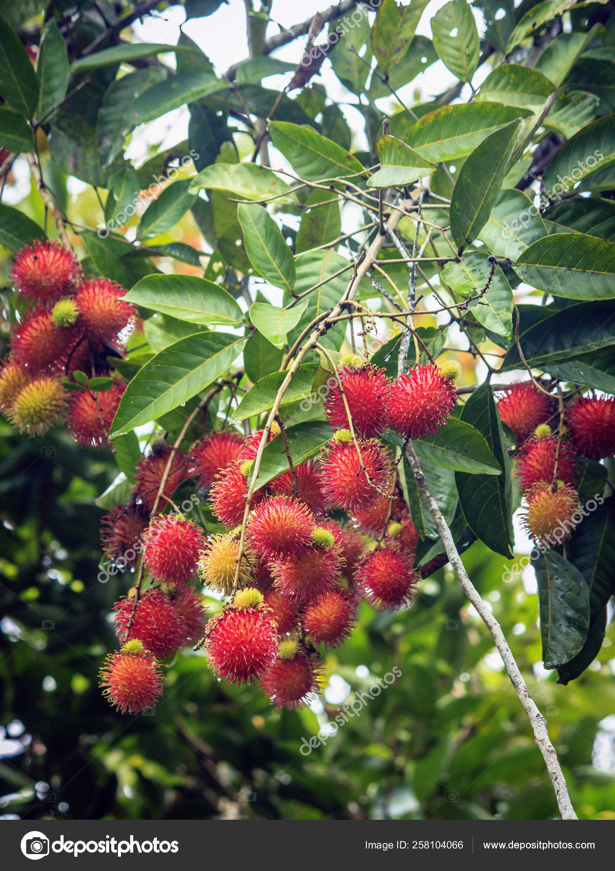 Rambutan Orchards