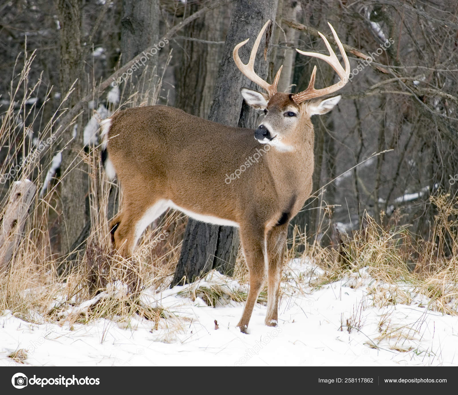 Standing Whitetail Deer