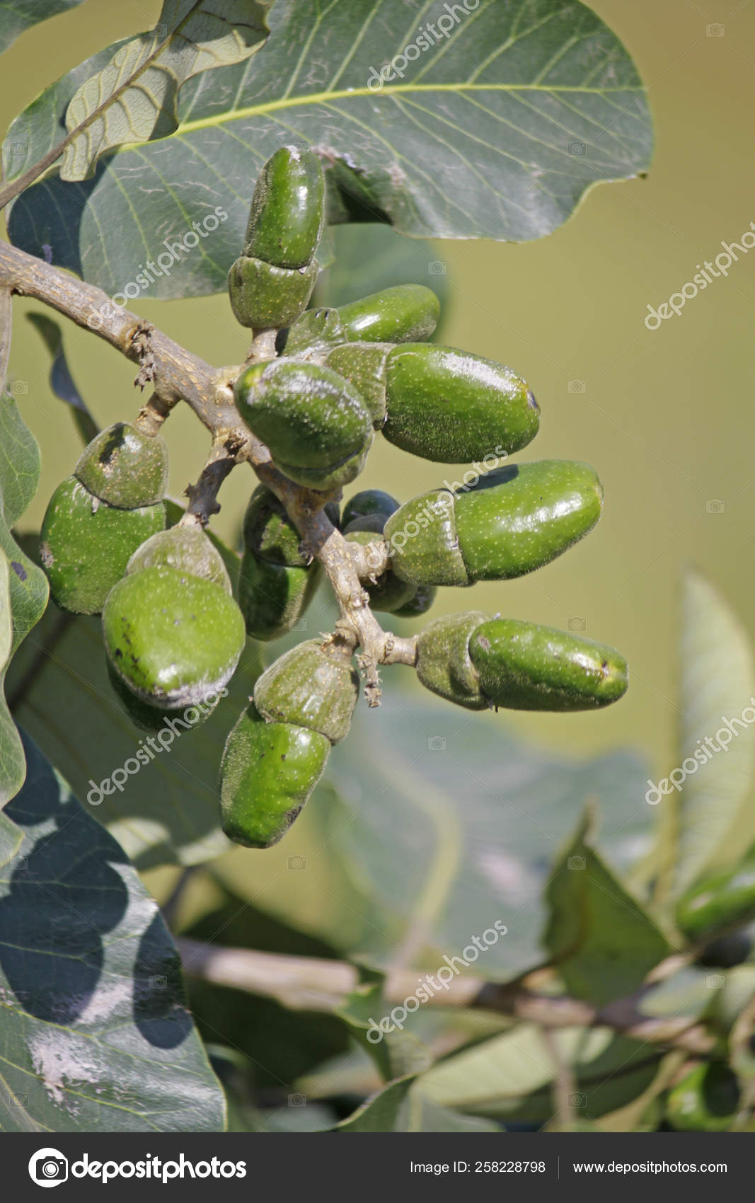 Fruits Semecarpus Anacardium Deciduous Tree Nut Ovoid Smooth Lustrous ...