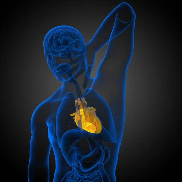 Render Human Heart Anatomy Back View — Stock Photo © YAYImages #263037592